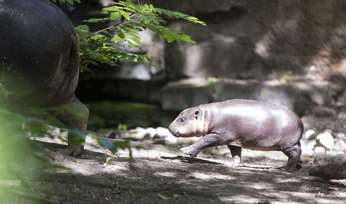 The new star of the Berlin Zoo is a baby pygmy hippopotamus (who will…